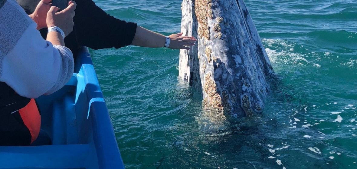 Guerrero Negro Independent Travel Guide (2025): Top Things to Do Near ...