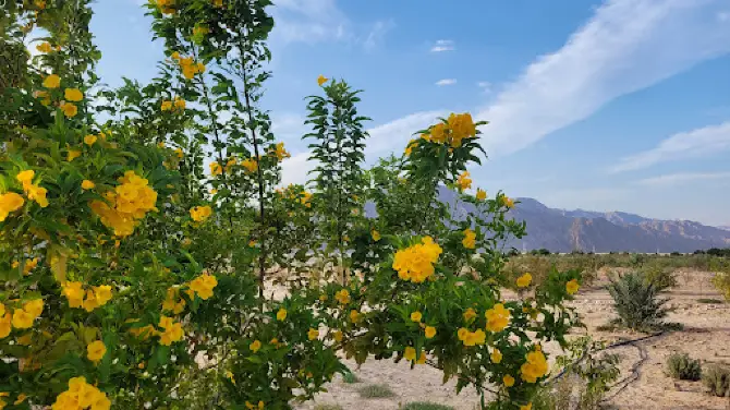 Dar Jan Farm & Art Space Tickets [2026] - Promos, Prices, Reviews ...