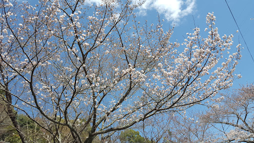réductions sur les billets de Mitaki Sakura Plaza, prix et frais ...