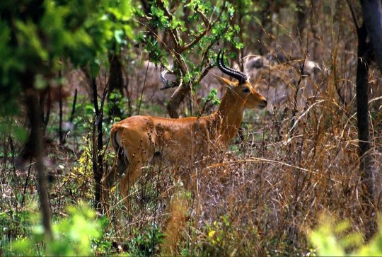 Closest Hotels Near KNUST Commercial Area - Kumasi | Trip.com