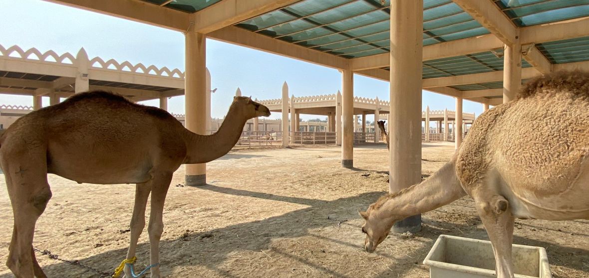 Things to do in Al Janabiyah (2025): Top nearby activities,popular ...