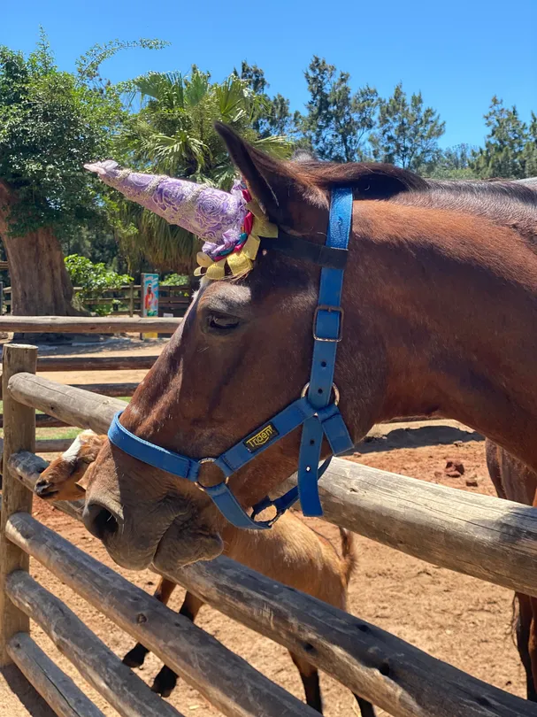 Flag Farm Animal Farm Tickets [2025] - Promos, Prices, Reviews ...