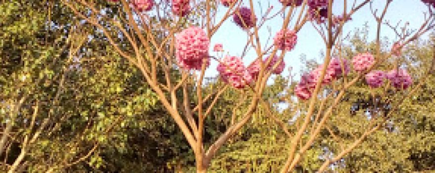 Toranagallu independent travel guide (2025): top things to do near you ...