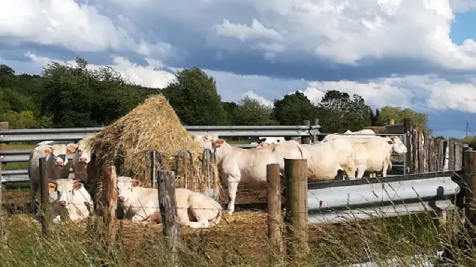 EARL LE CHANT DES MEULES Tickets [2026] - Promos, Prices, Reviews ...