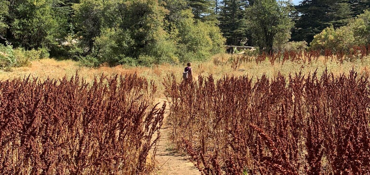 Minieh - Danniyeh Travel Guide 2026: Top Attractions, Things to Do ...