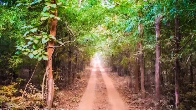 Adegaon Dewada Agarzari Buffer Safari Gate Tadoba門票【2026】- 預約、開放時間、評論及 ...