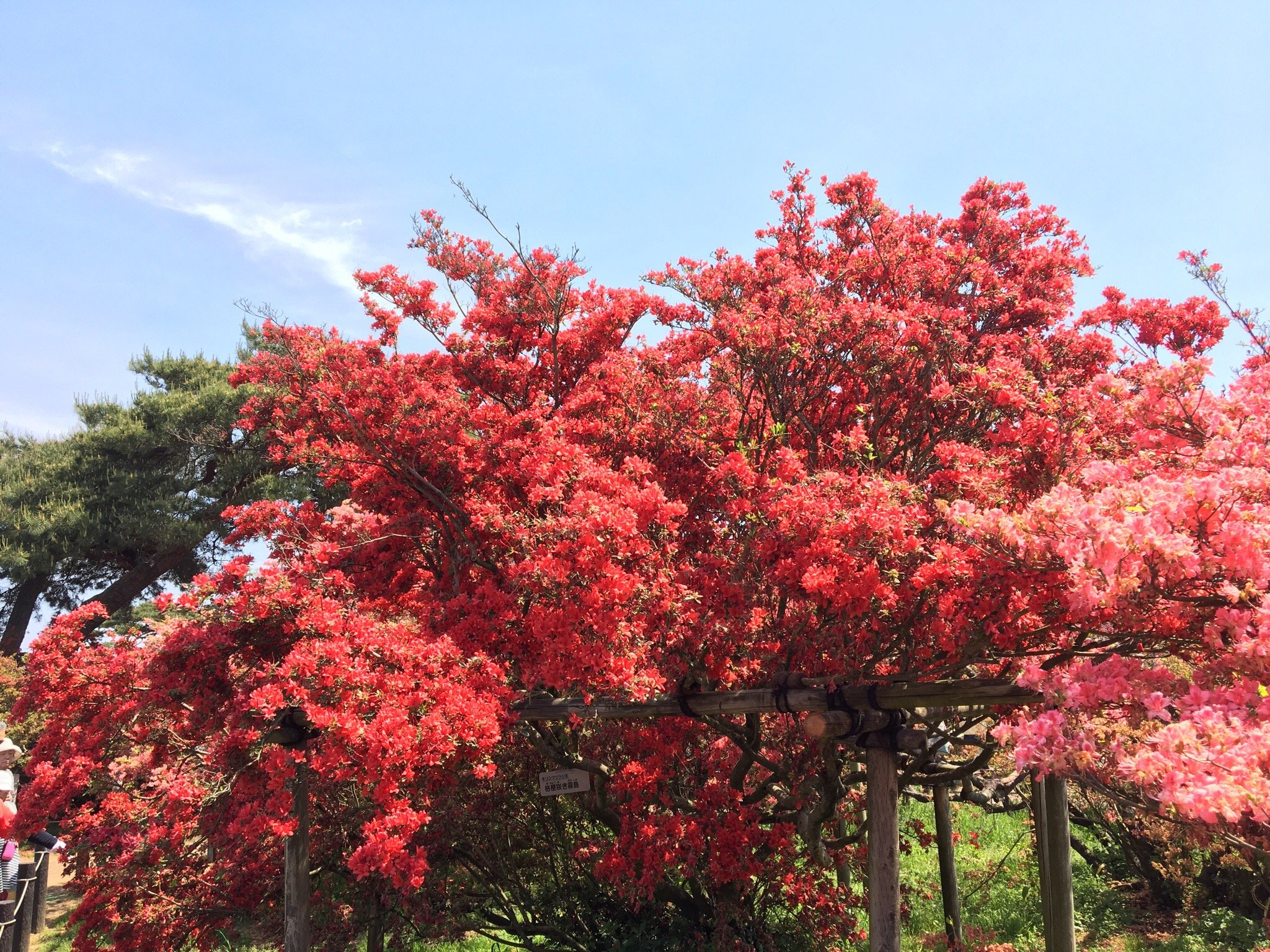 Tatebayashi Azalea Matsuri | Tatebayashi: Tickets, Dates & Itineraries ...