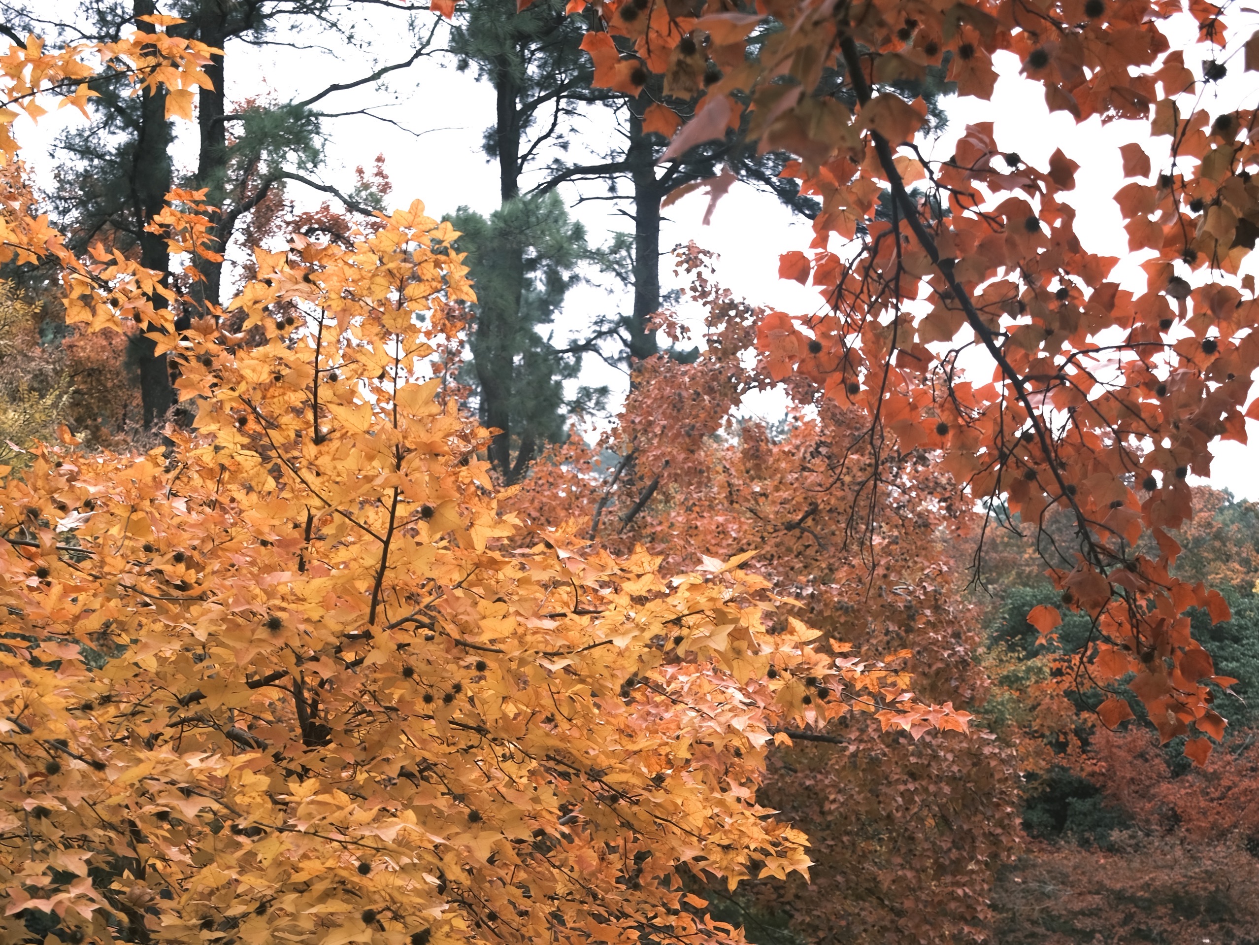 Things to Do in Bao'an District in 2025 - Top Attractions, Local Food ...