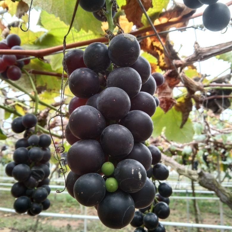 Marang Travel Guide 2023 - Things to Do, What To Eat & Tips | Trip.com