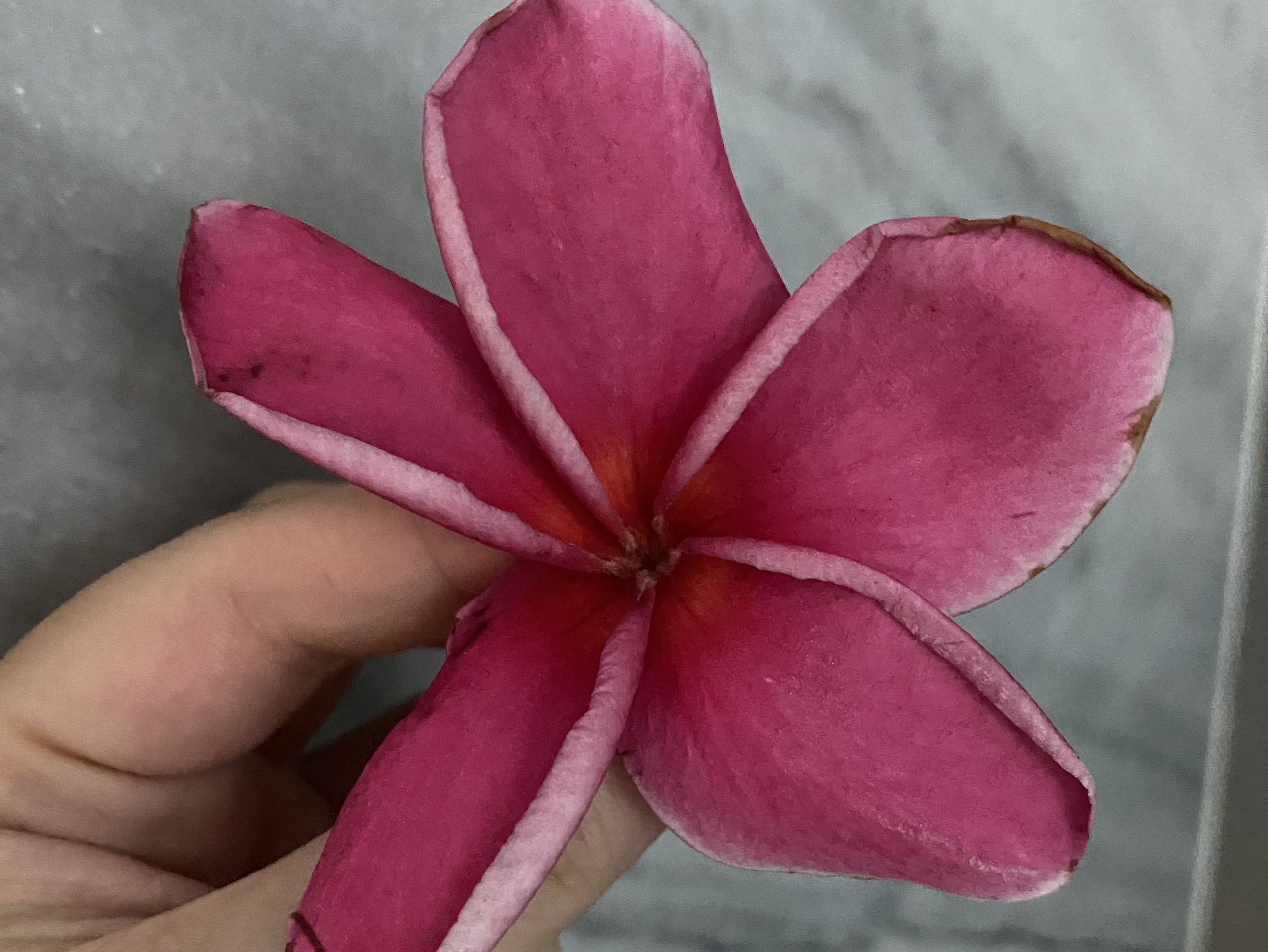 Matamata Travel Guide 2024 - Things to Do, What To Eat & Tips | Trip.com