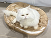 雨季超治癒好去處：薑荷花田。｜Trip.com 猜也蓬