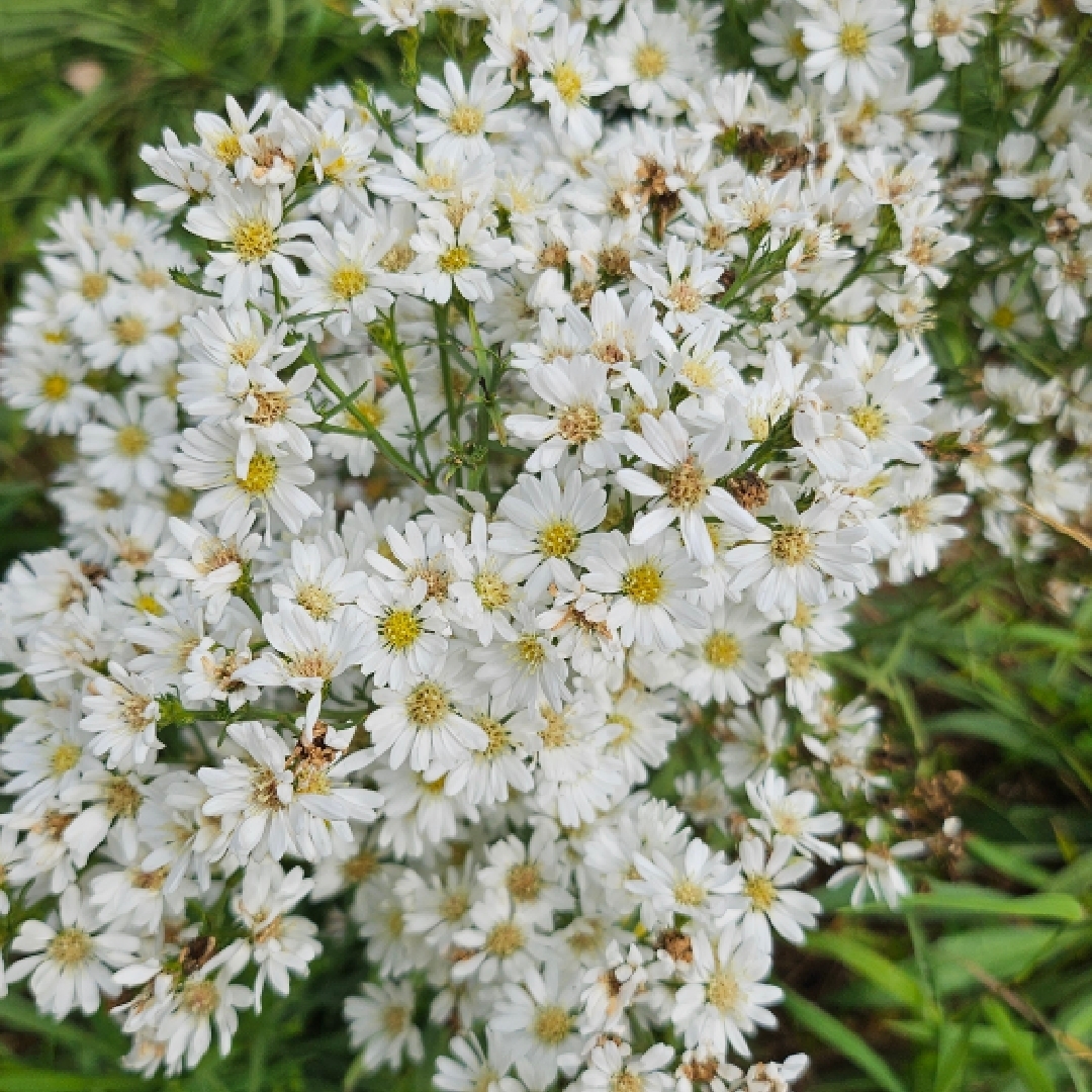 Things to Do in Suan Phueng in 2025 - Top Attractions, Local Food ...