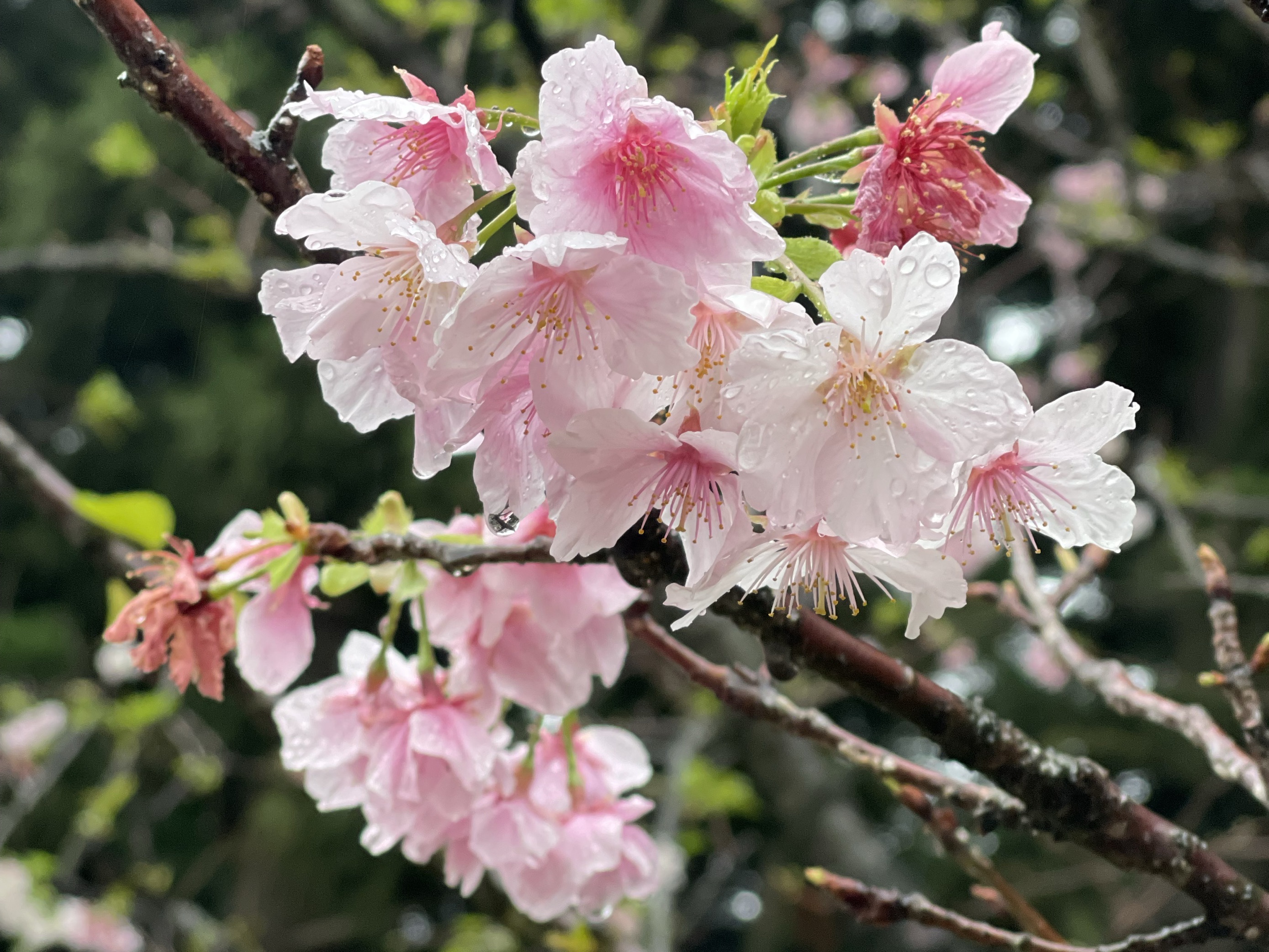 Mae On 2024 Top Things to Do - Mae On Travel Guides - Top Recommended ...