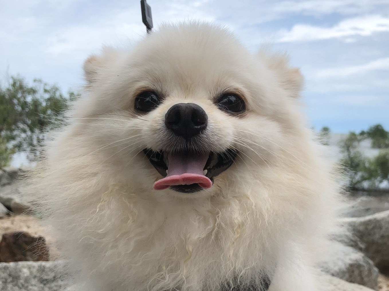 Gambateh Café Waffles | Trip.com Singapore Travelogues