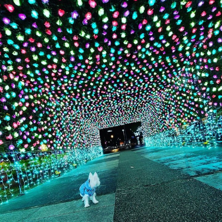 Dauin Travel Guide 2024 - Things to Do, What To Eat & Tips | Trip.com