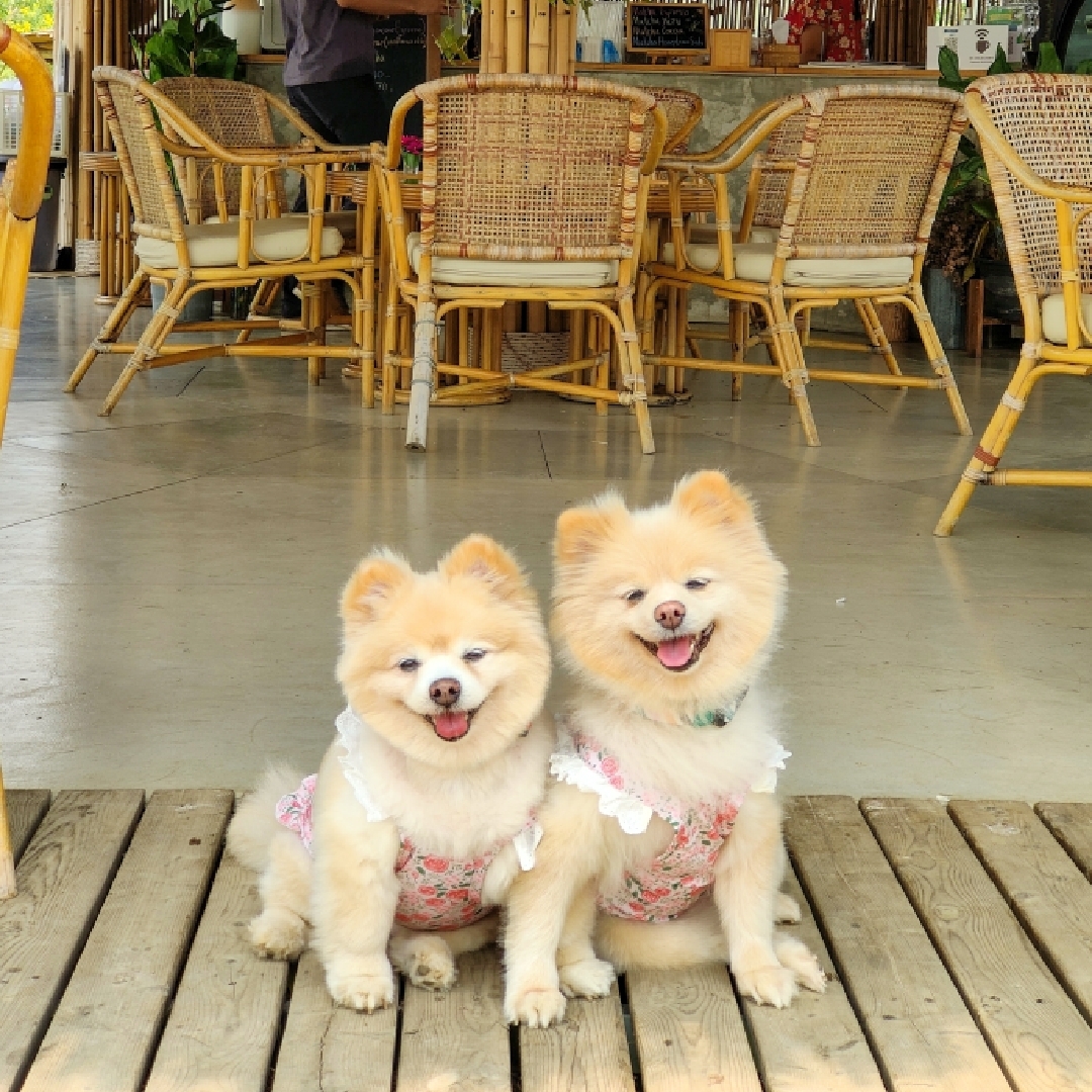 Things to Do in Map Yang Phon in 2024 - Top Attractions, Local Food ...