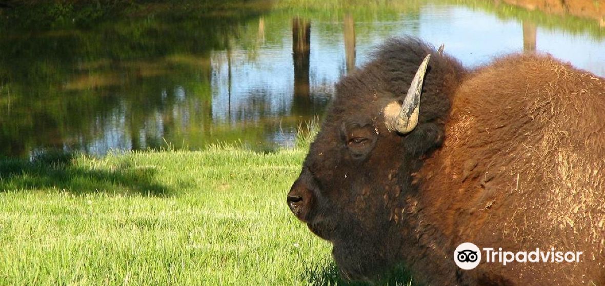 Things to Do in Trigg County in 2025 - Top Attractions, Local Food ...