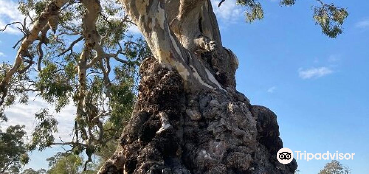 Things to Do in Springton in 2025 - Top Attractions, Local Food, Hotels ...