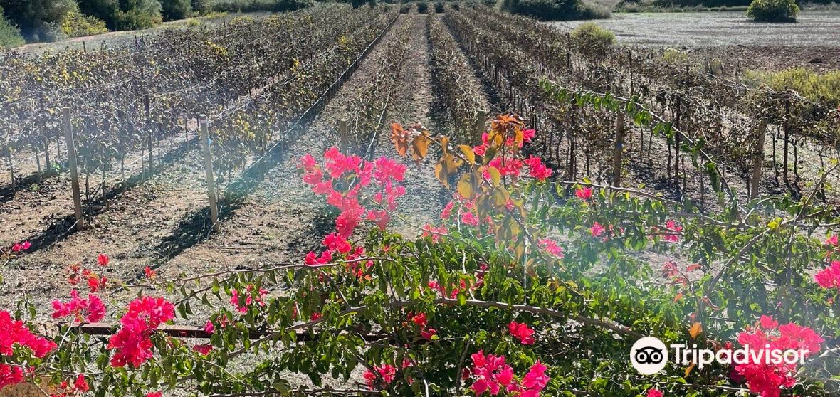 Sineu Travel Guide 2024 - Things to Do, What To Eat & Tips | Trip.com