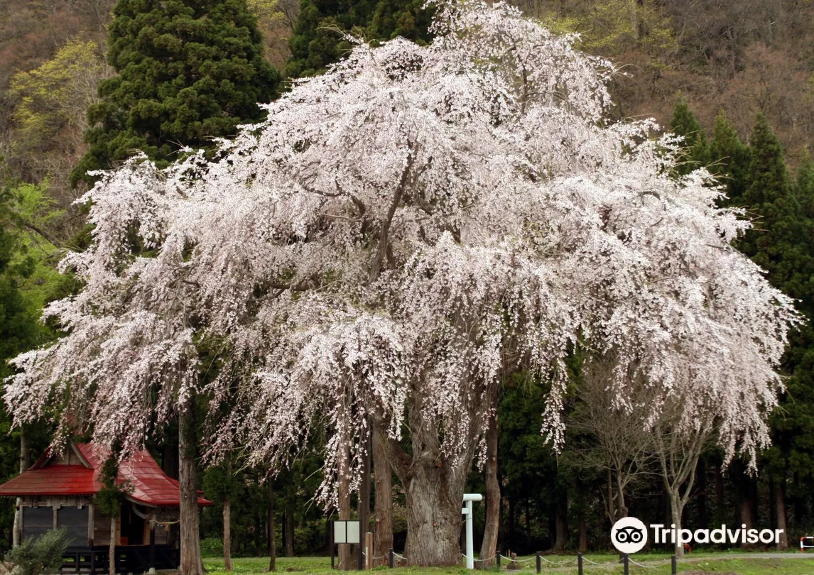 Oshirasama Weeping Cherry tree at Hakusan-jinja Shrine - จองตั๋ว, เวลาเปิด-ปิด, รีวิว & รูปภาพ ...