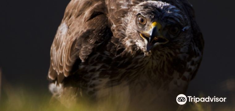 Things to do in Kilchrenan (2025): Top nearby activities,popular ...