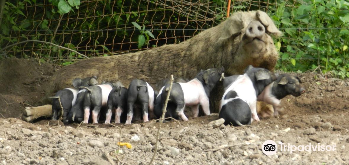 Things to Do in Frankenburg in 2024 - Top Attractions, Local Food ...