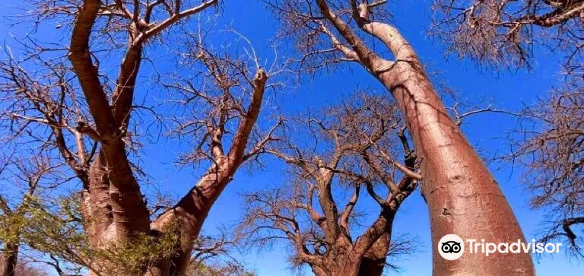 Tutume Travel Guide 2025: Top Attractions, Things to Do & Deals | Trip ...