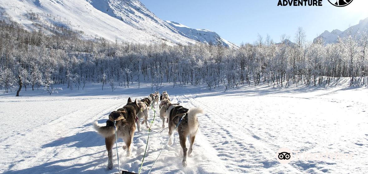 Things to do in Balsfjord Municipality (2025): Top nearby activities ...
