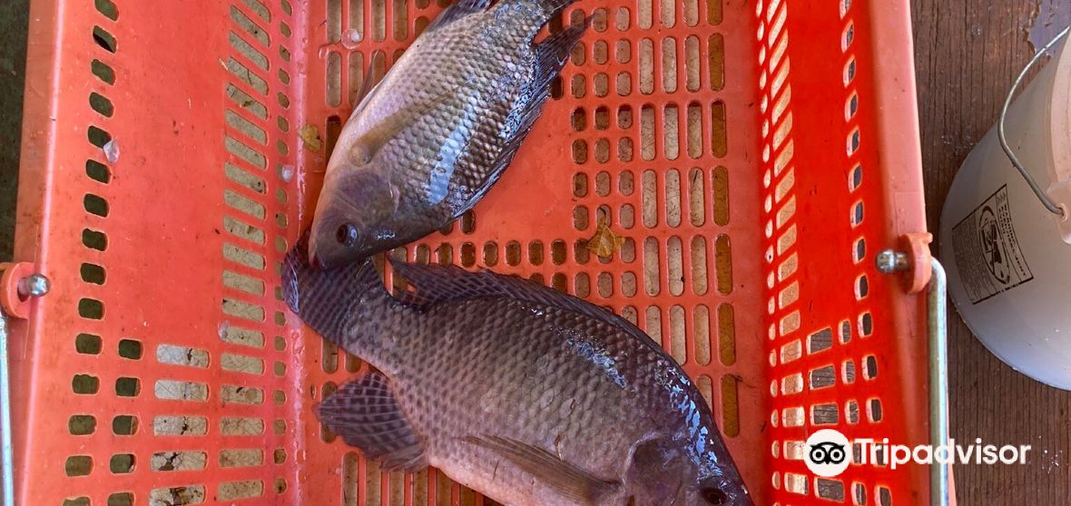 Things to Do in Whitmore Village in 2024 - Top Attractions, Local Food ...