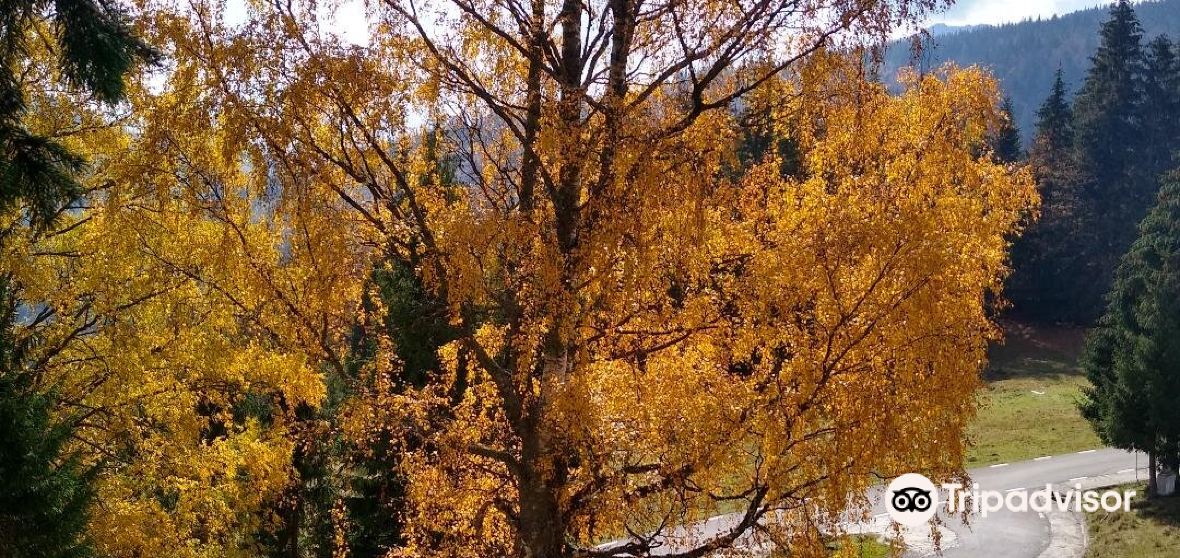 Pojorata Travel Guide 2024 - Things to Do, What To Eat & Tips | Trip.com