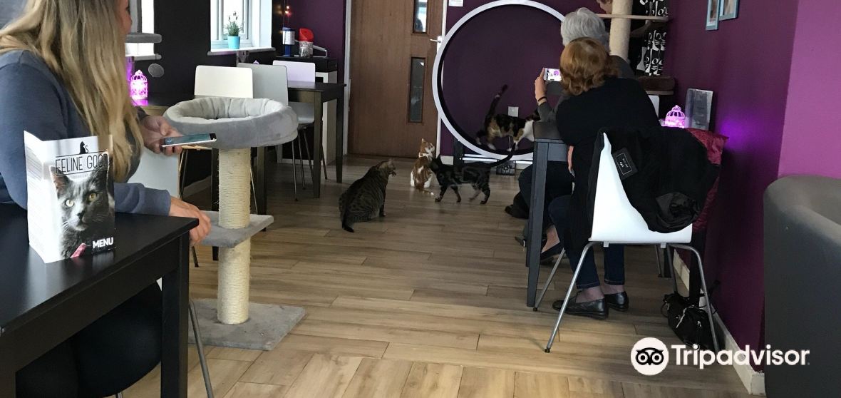 Gabalfa Independent Travel Guide (2025): Top Things to Do Near You ...