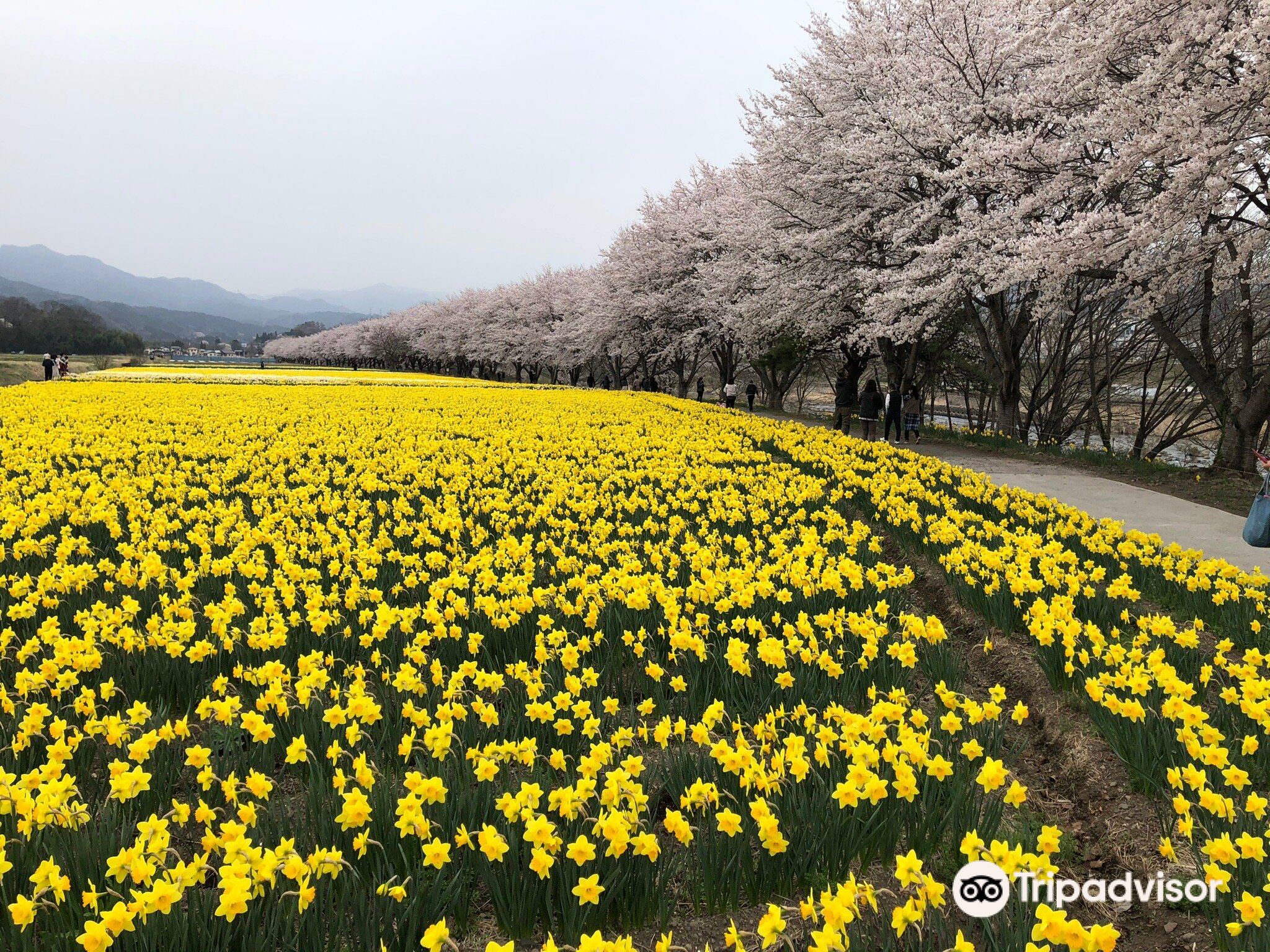 Iwai Waterfront Park: Photos, Map & Reviews [2024] | Trip.com