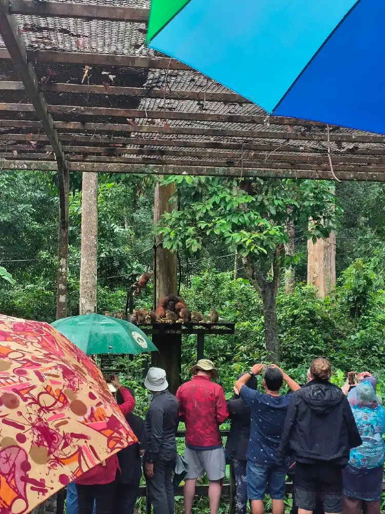 Hotels Near Rainforest Discovery Centre (RDC) in Sepilok | Trip.com