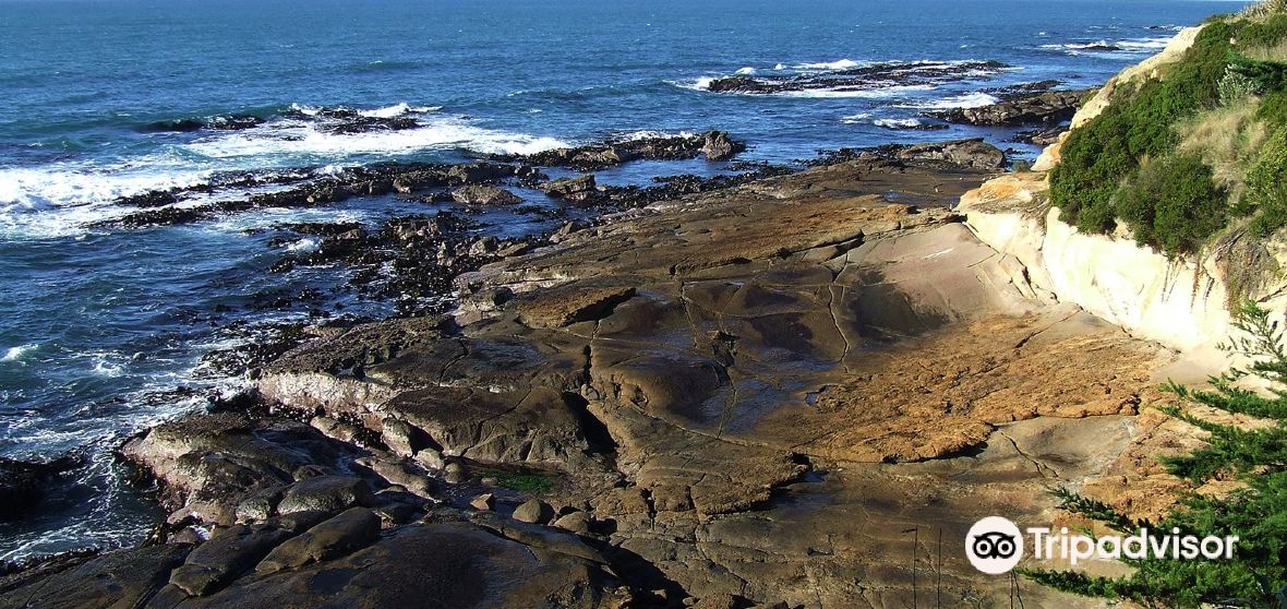 Shag Point Travel Guide 2026: Top Attractions, Things to Do & Deals ...