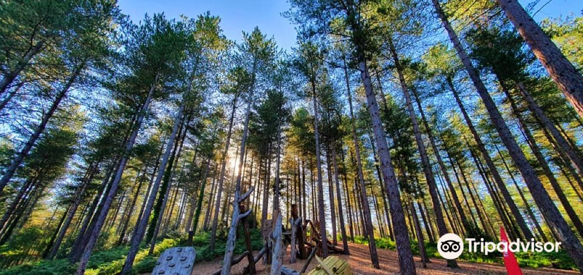 Things to do in Ashley Heath (2025): Top nearby activities,popular ...