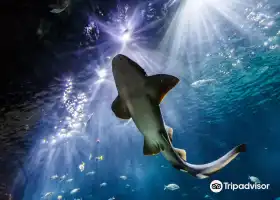 Siervo de la Nación Park Tickets [2025] - Promos, Prices, Reviews ...