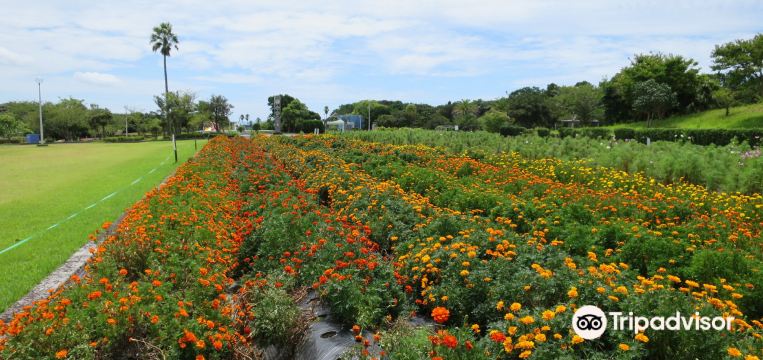 Things to Do in Akune in 2024 - Top Attractions, Local Food, Hotels ...