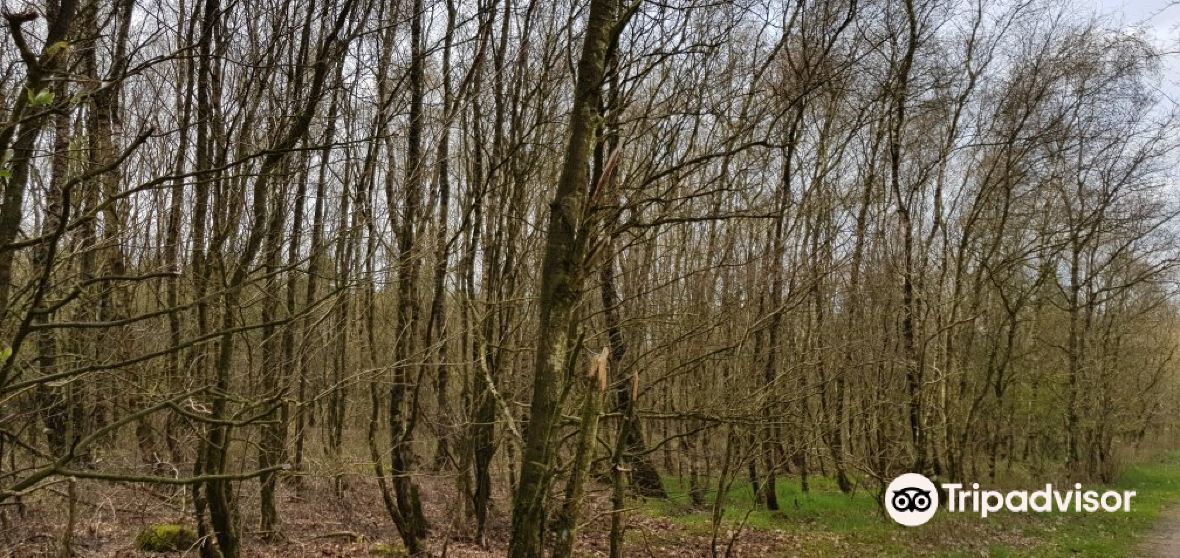 【2024年】Branderupの人気観光スポット・旅行ガイド・グルメ情報満載 | Trip.com