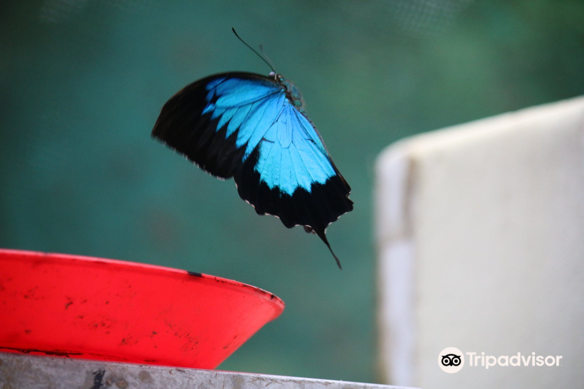 Daintree Entomological Museum: ภาพถ่าย, แผนที่ & รีวิว [2024] | Trip.com