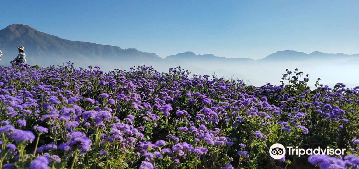 Things to Do in Atok in 2024 - Top Attractions, Local Food, Hotels ...