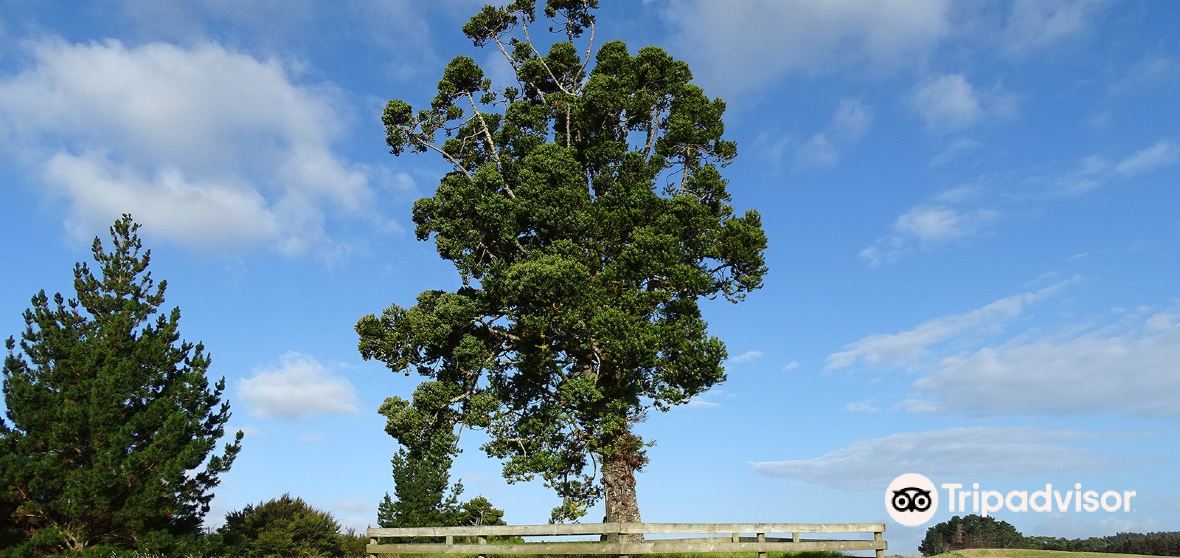 Things to Do in Tapora in 2024 - Top Attractions, Local Food, Hotels ...