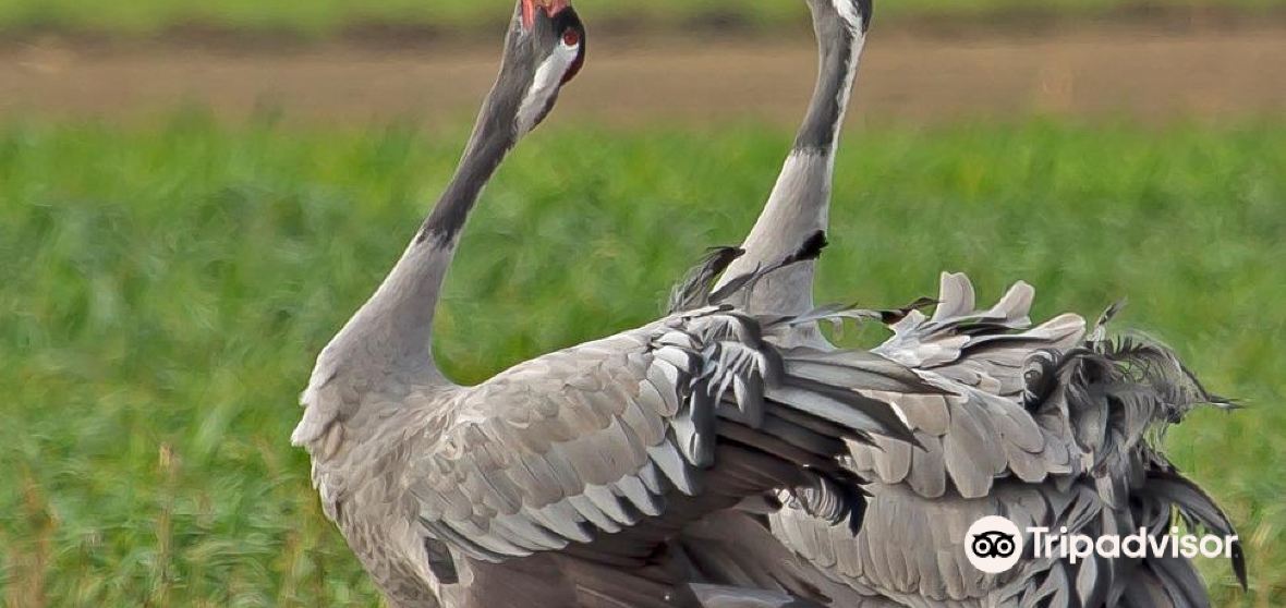 Milicz County Travel Guide 2023 - Things to Do, What To Eat & Tips ...