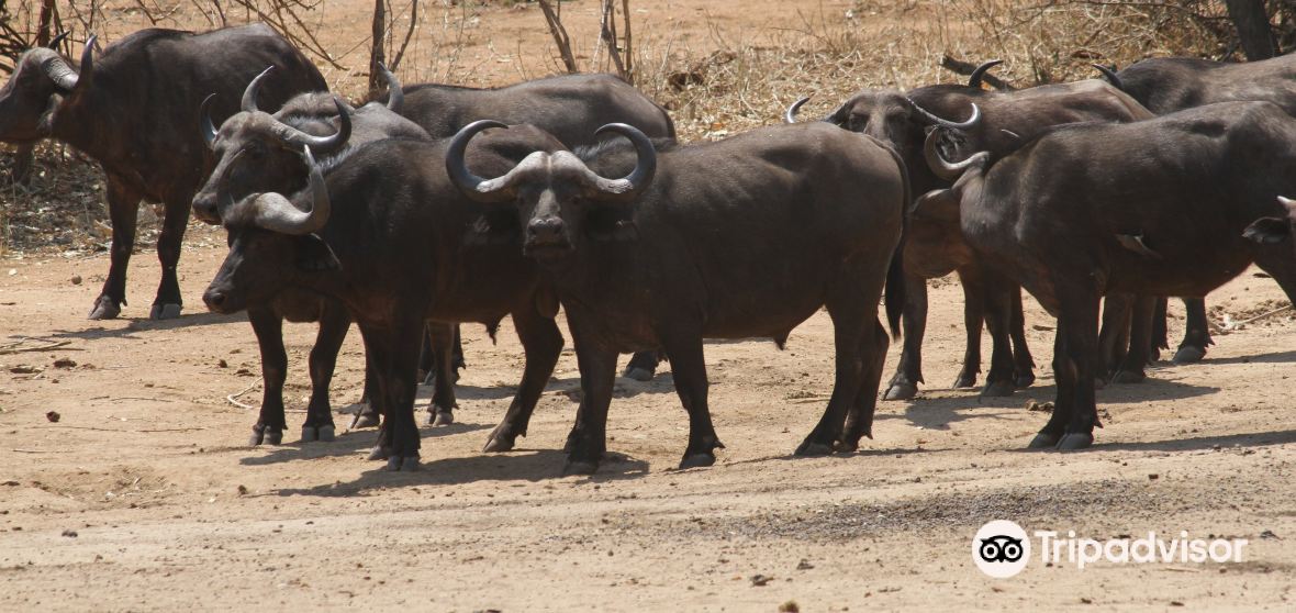 Things to Do in Chongwe in 2024 - Top Attractions, Local Food, Hotels ...