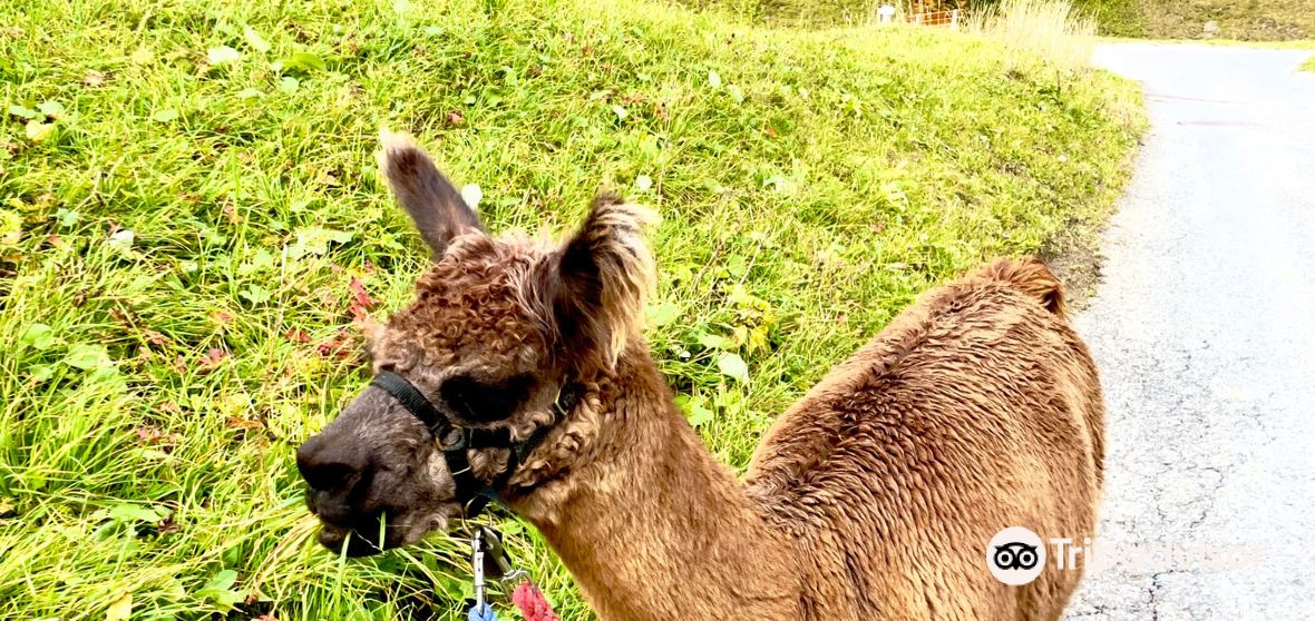 Things to Do in Triesenberg in 2024 - Top Attractions, Local Food ...