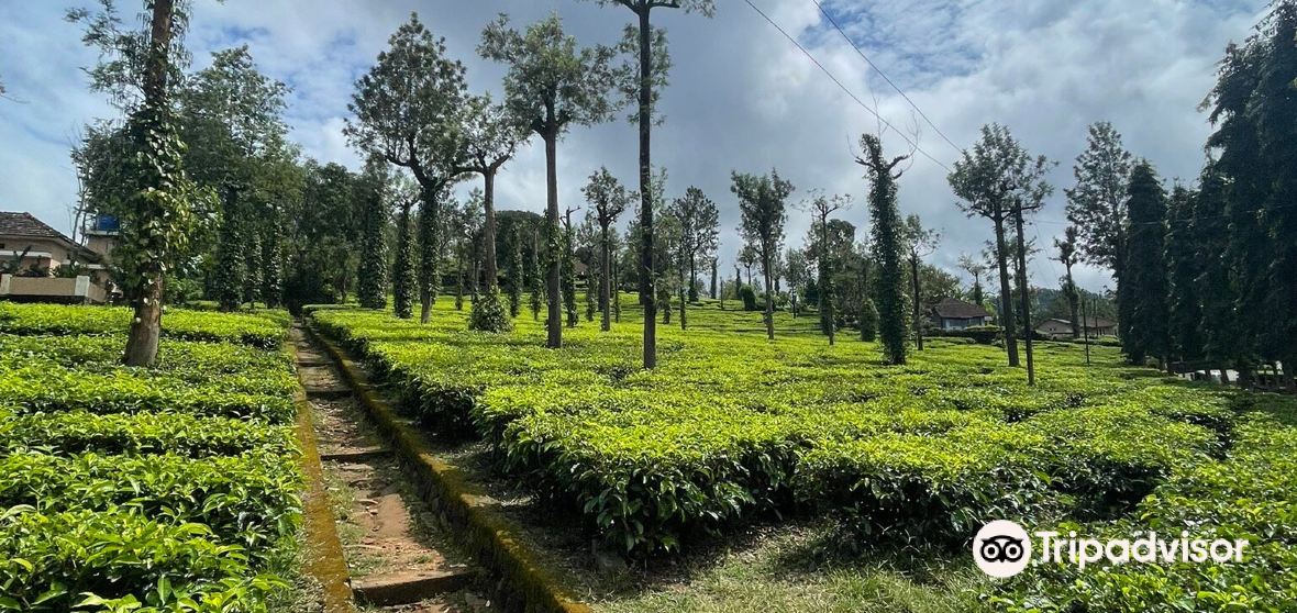 Things to Do in Vandiperiyar in 2025 - Top Attractions, Local Food ...