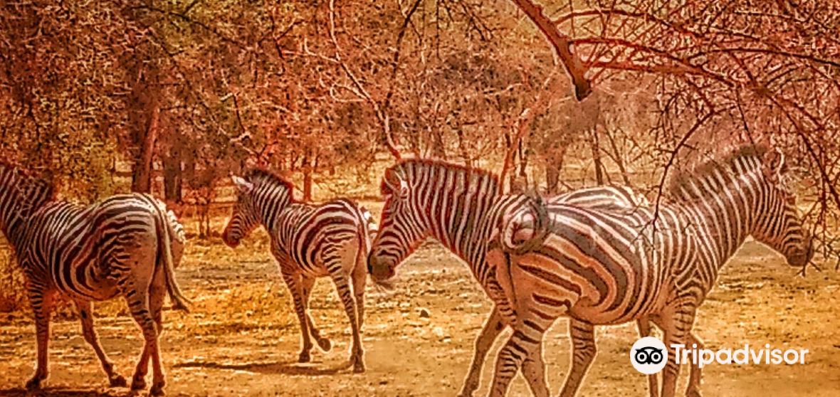 Thies independent travel guide (2025): top things to do, popular ...