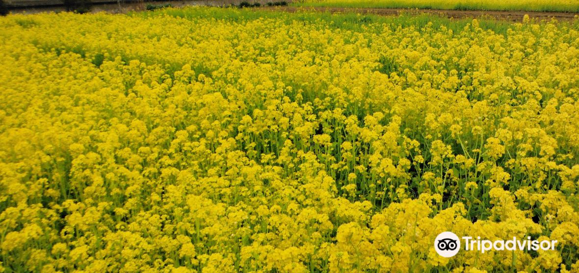 Things to Do in Yashio in 2025 - Top Attractions, Local Food, Hotels ...