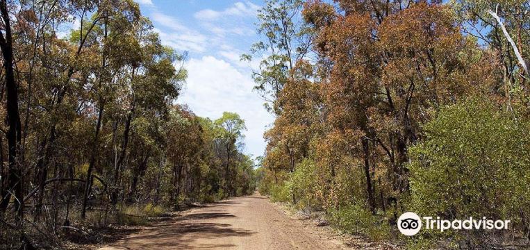 Chinchilla Travel Guide 2026: Top Attractions, Things to Do & Deals ...