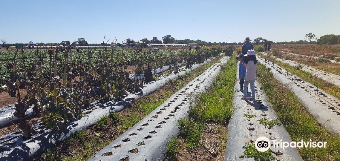 เที่ยวEchuca Village (2024) - ที่เที่ยวใน Echuca Village, กิจกรรมสนุกๆ ...