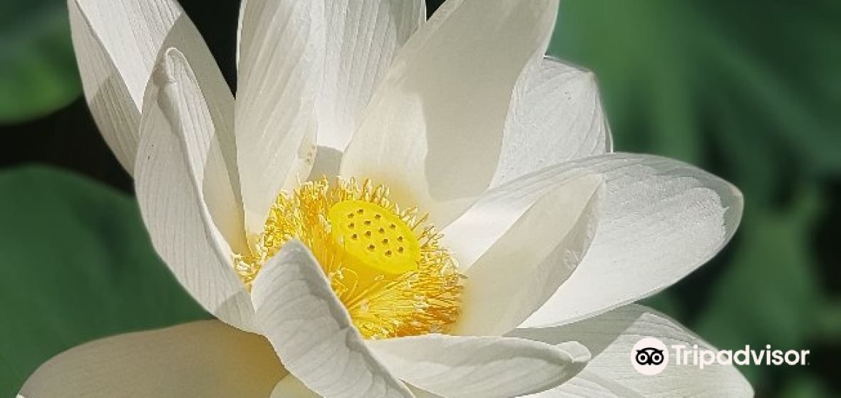 Things to do in Muan (2025): Top nearby activities,popular attractions ...